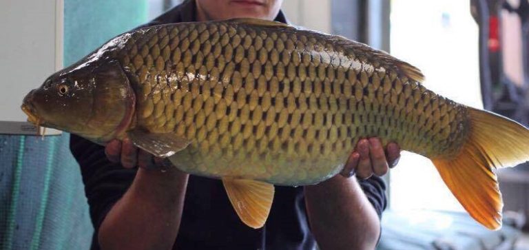 Common Carp For Sale | Mayfly Aquacare