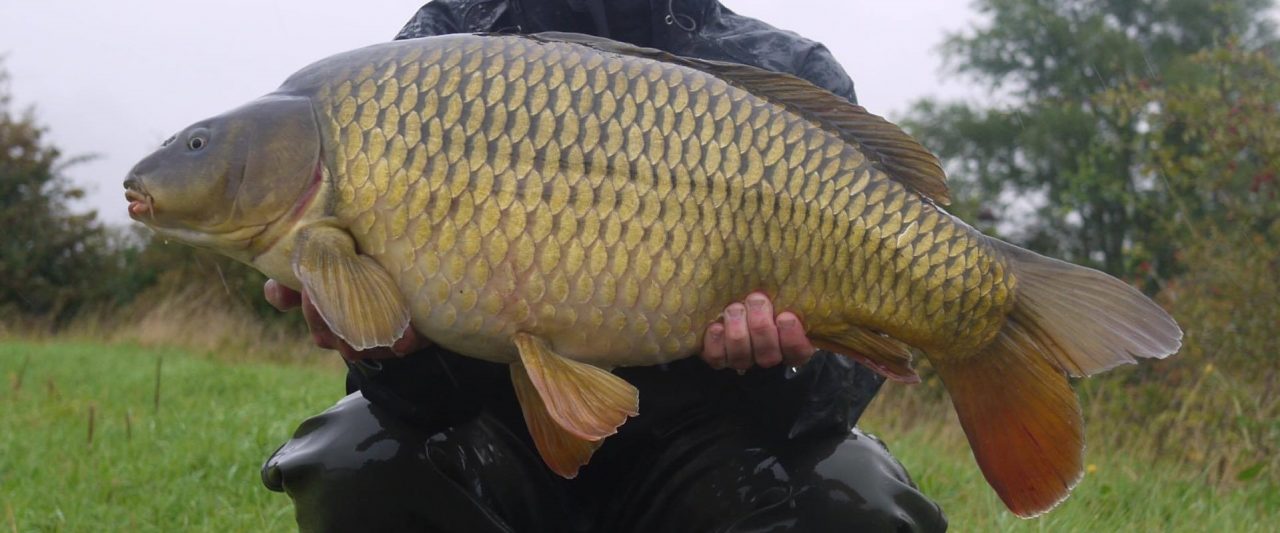 Common Carp For Sale | Mayfly Aquacare