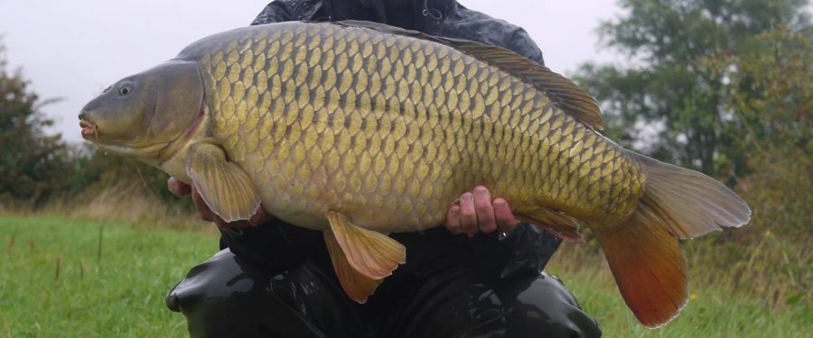 Common Carp For Sale | Mayfly Aquacare