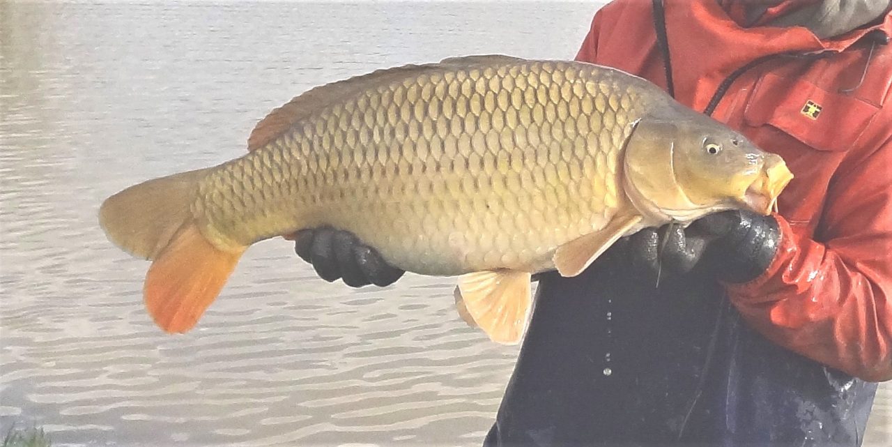 Common Carp For Sale | Mayfly Aquacare