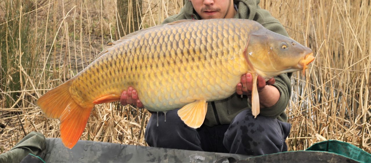 Common Carp For Sale | Mayfly Aquacare