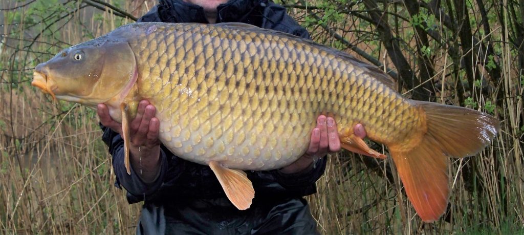 Common Carp For Sale | Mayfly Aquacare
