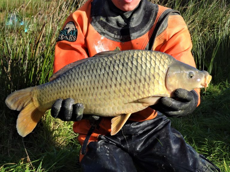 Common Carp For Sale | Mayfly Aquacare