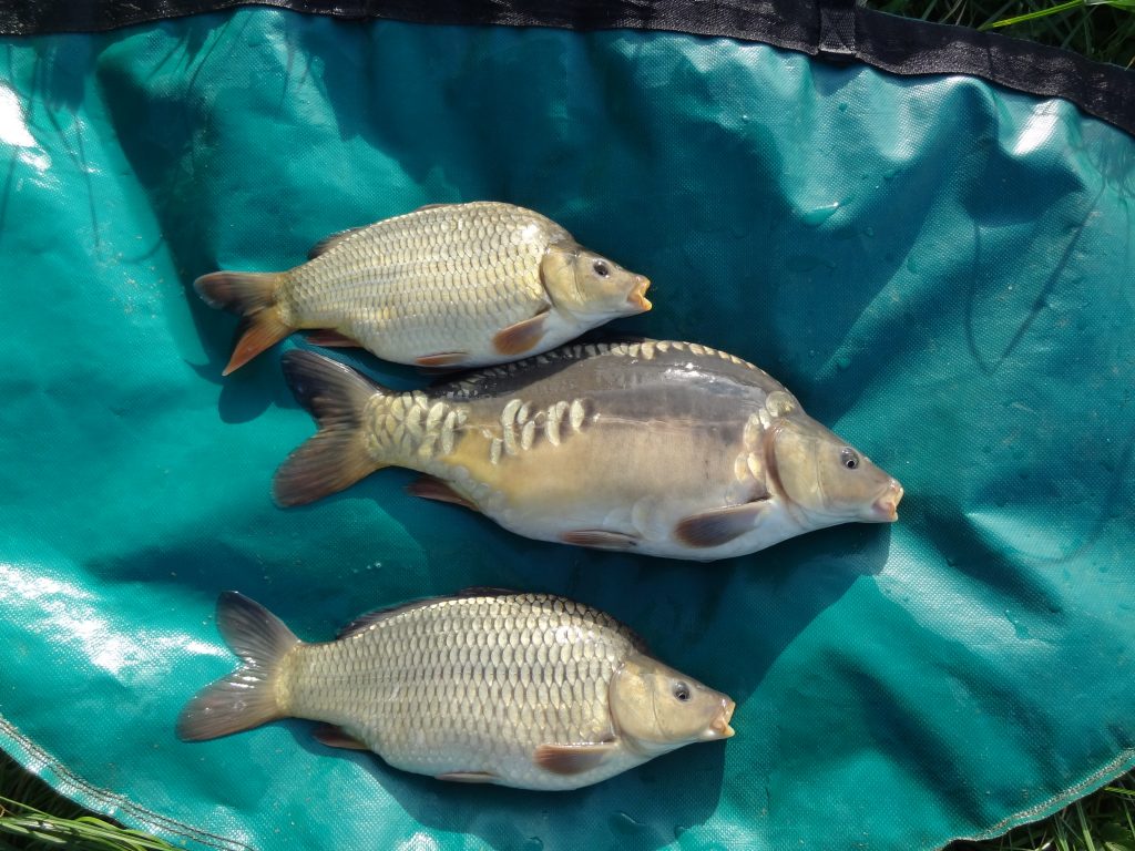 Common Carp For Sale | Mayfly Aquacare