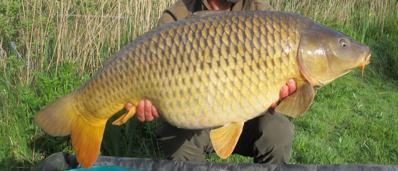 Common Carp For Sale | Mayfly Aquacare